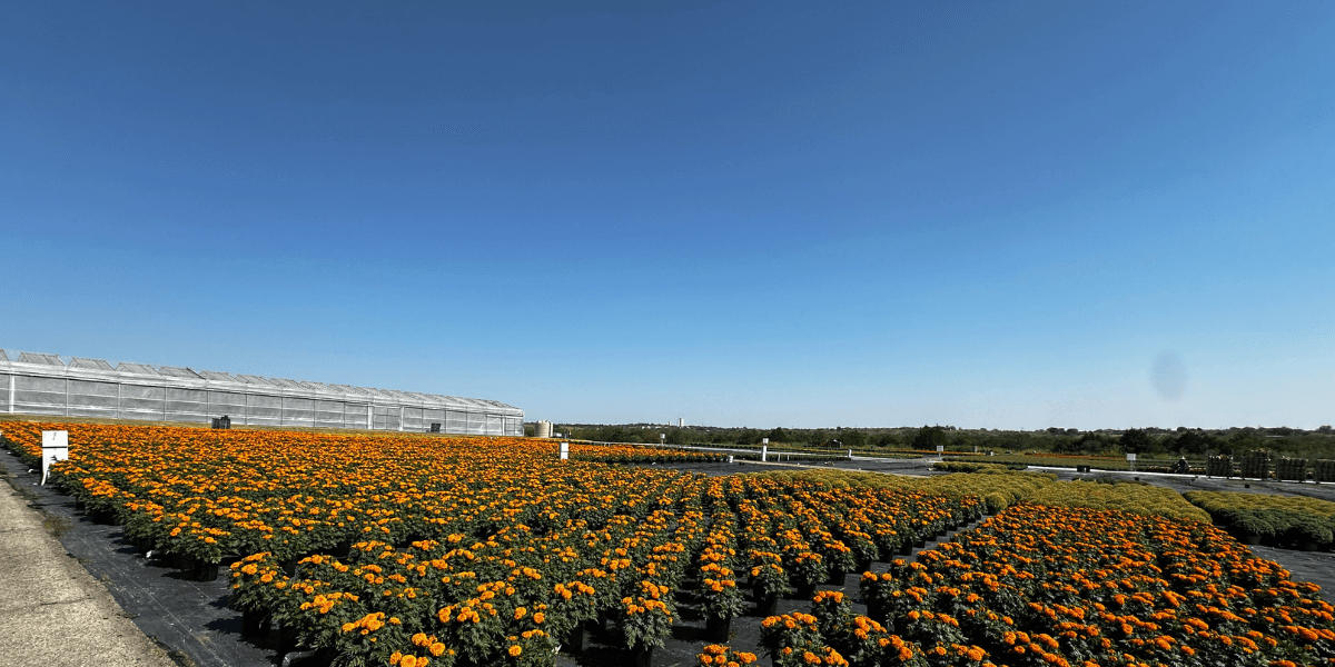Alta Arbor Acquires Plant Odyssey